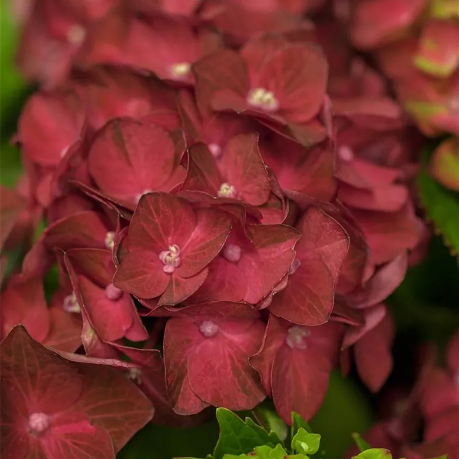 Bauernhortensie 'Magical Ruby Tuesday'®