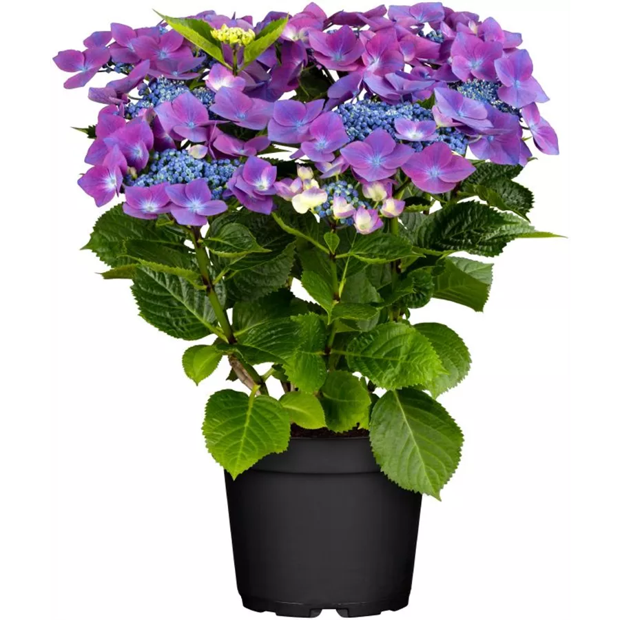 Tellerhortensie 'Kardinal' violett