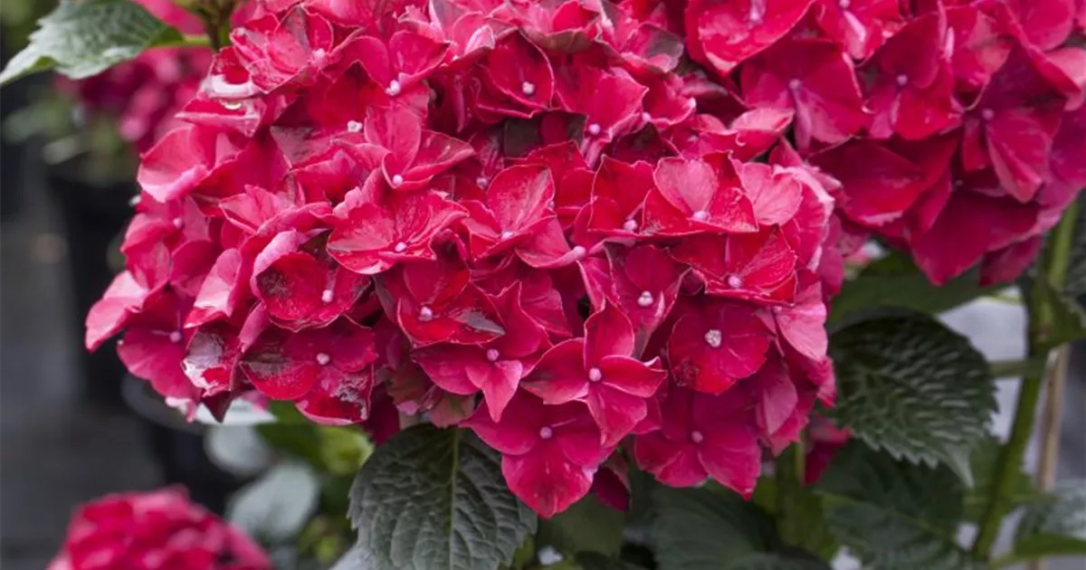 Bauernhortensie 'Magical Ruby Red'®
