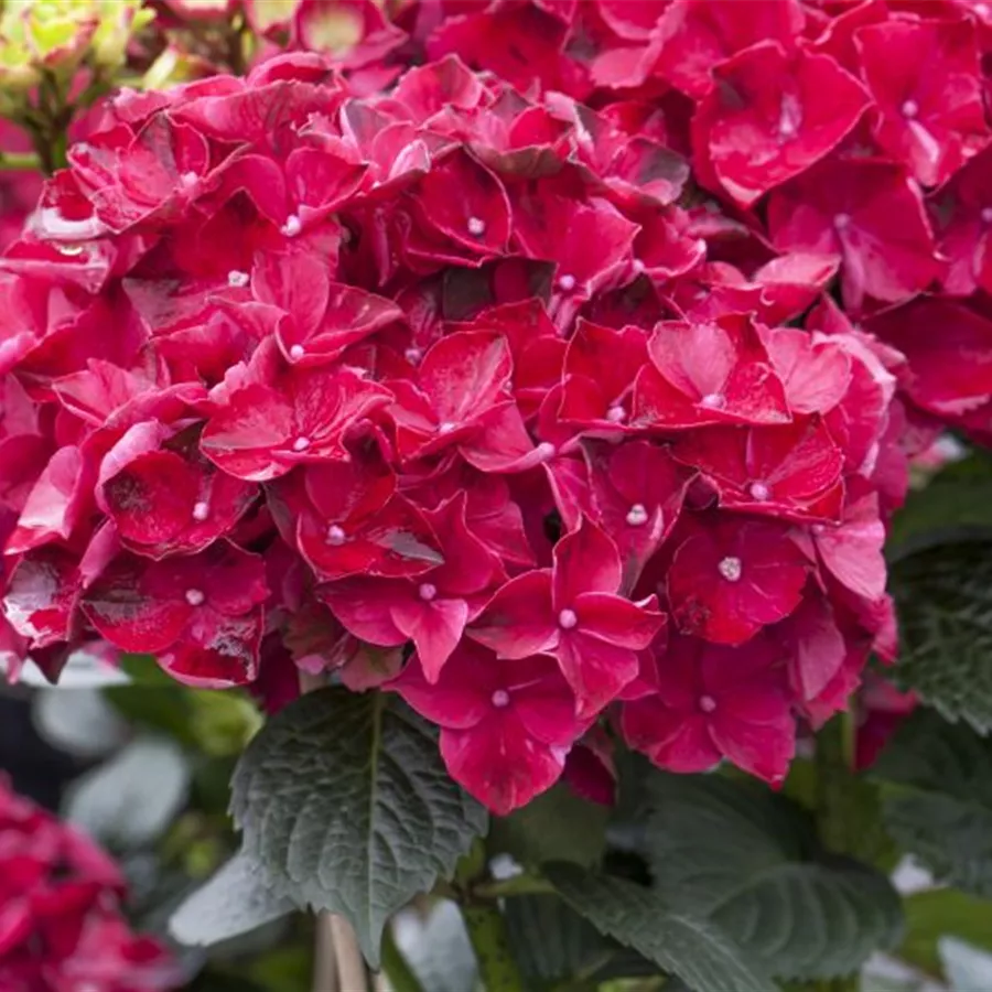 Bauernhortensie 'Magical Ruby Red'®