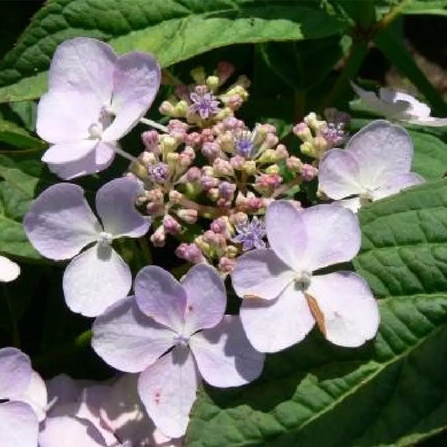 Gartenhortensie 'Bluebird'