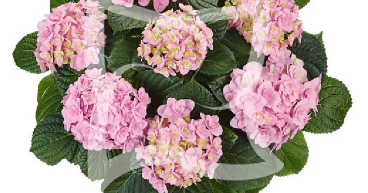 Bauernhortensie 'Floria Pink' kaufen
