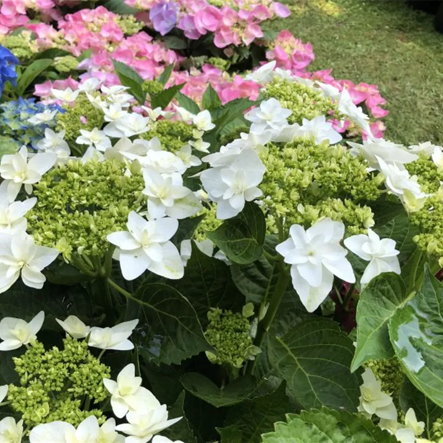 Bauernhortensie 'Finya'® kaufen