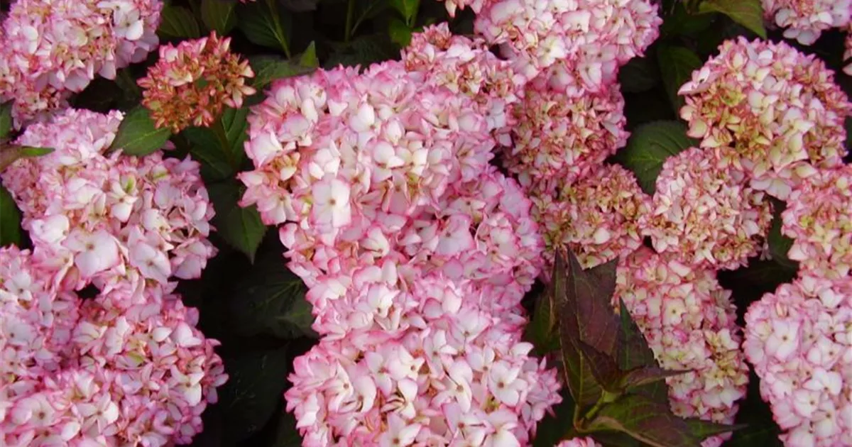 Bauernhortensie Hovaria® 'Mirai'
