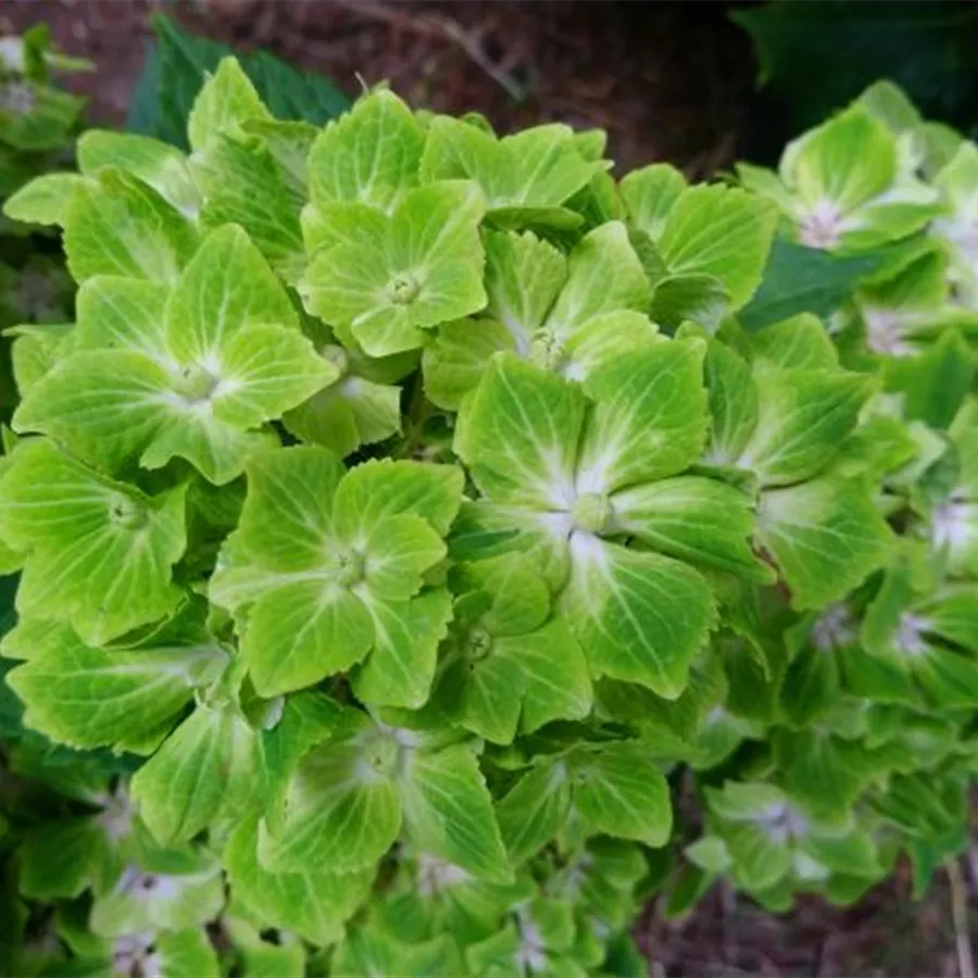 Bauernhortensie 'Magical Rhapsody'®
