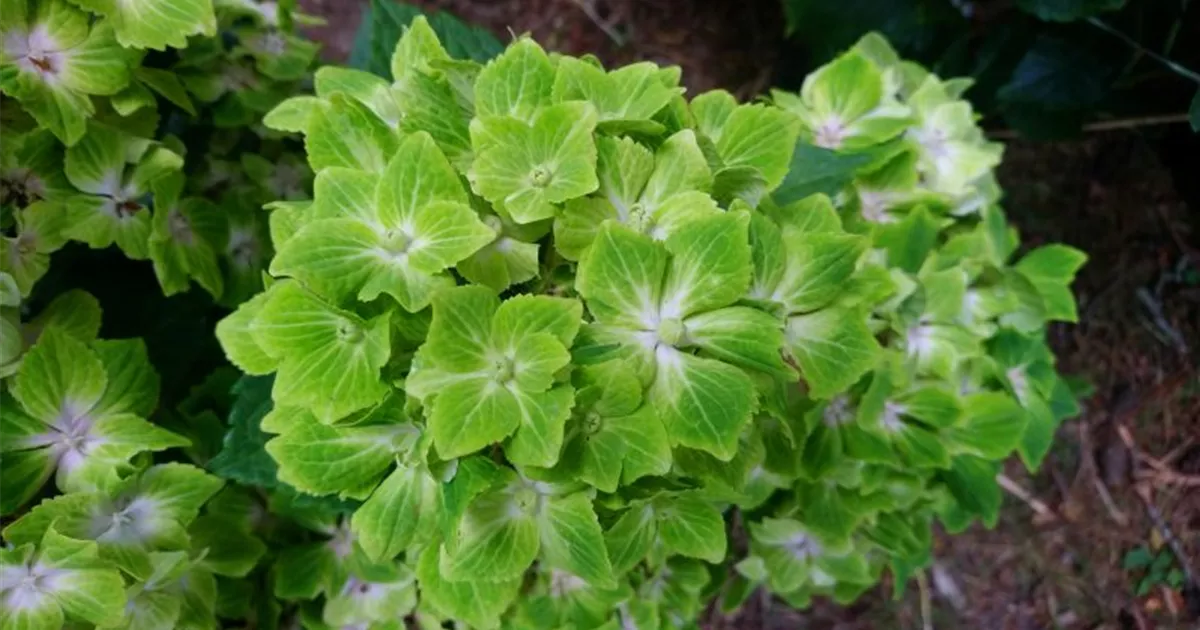 Bauernhortensie 'Magical Rhapsody'®