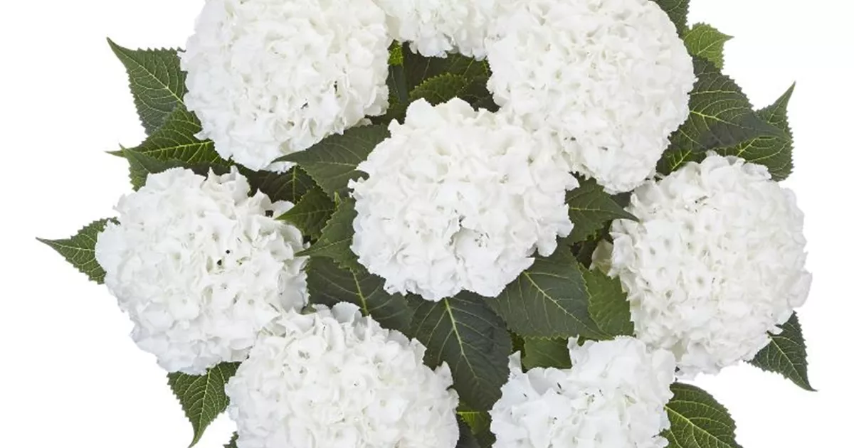 Hydrangea macrophylla 'Ice Boy', Bauernhortensie 'Ice Boy'