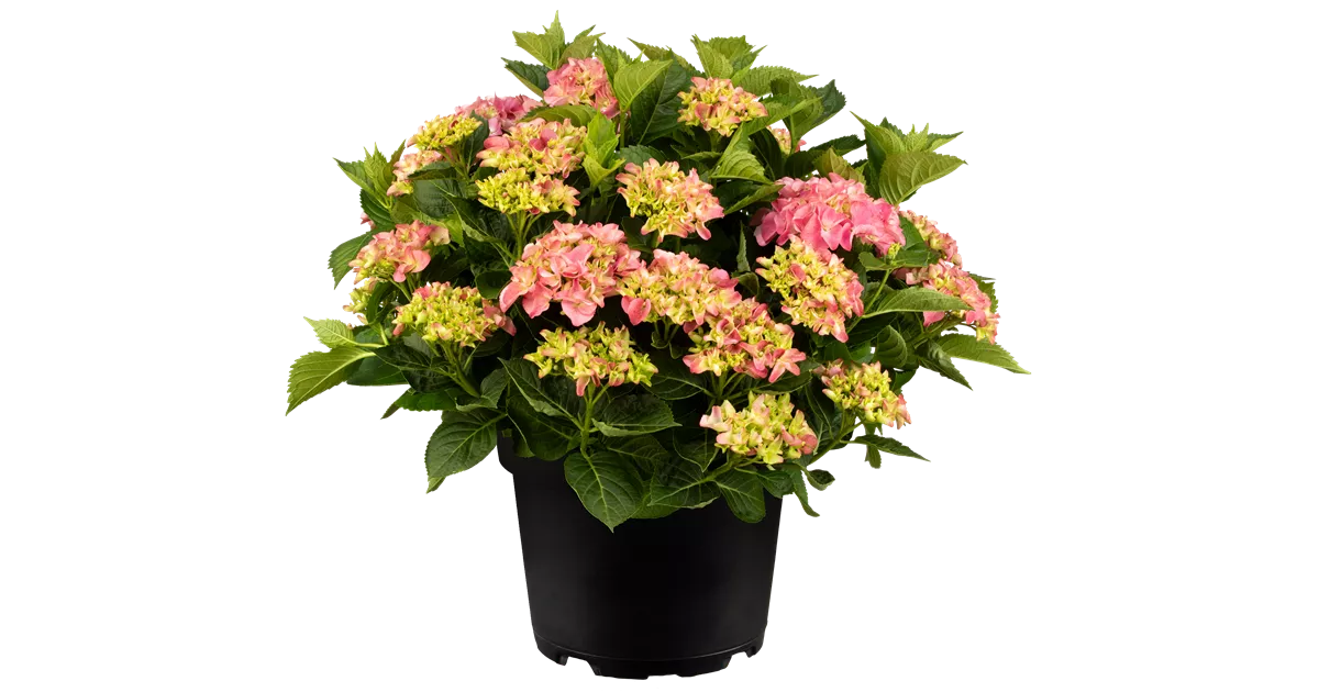 Hydrangea macrophylla 'Early Pink' ®, Bauernhortensie 'Early Pink'