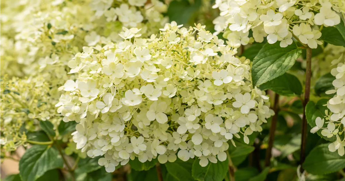 Hydrangea paniculata 'Bobo' ®, Rispenhortensie 'Bobo'